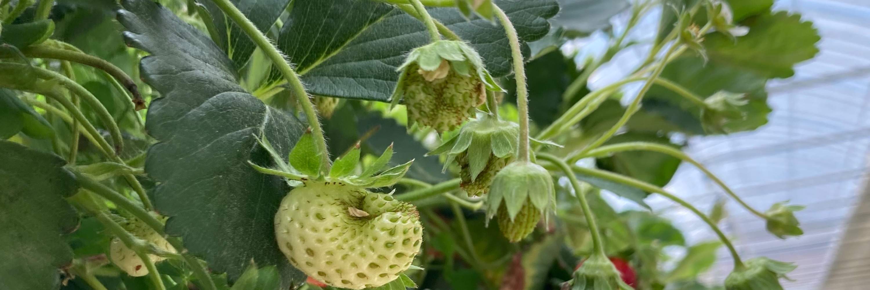 Strawberry picking, Eobi ice Valley, Nami Island Tour - Klook Singapore